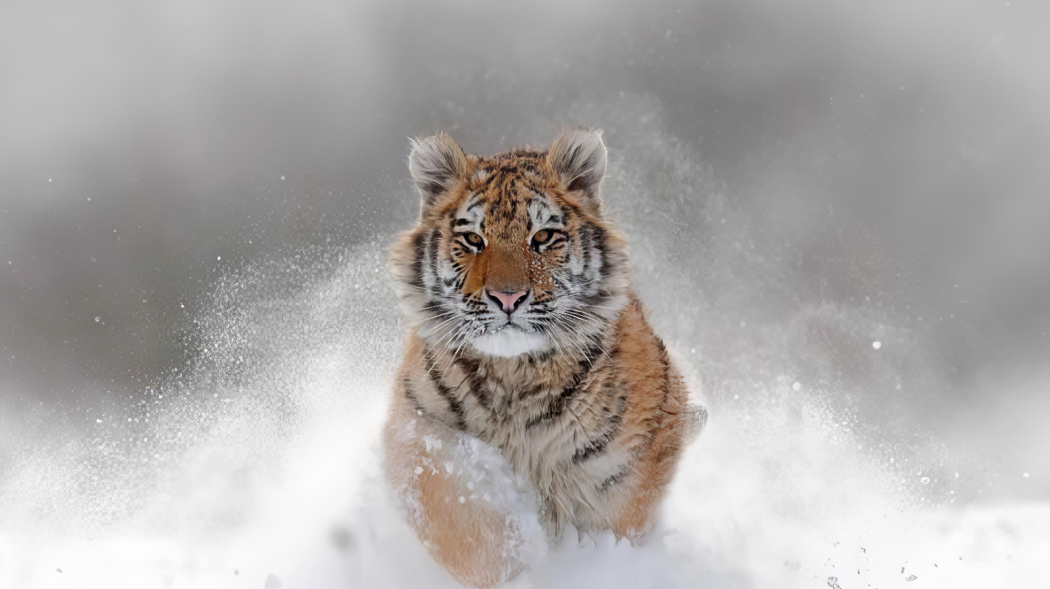 Topaz Labs - Topaz Photo AI Download v4.0.0 (Win, Mac-v3.6.2)